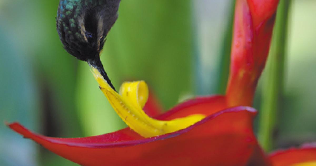 Descubren cómo se forman los estigmas de las flores – NOTICIASPOSITIVAS ...